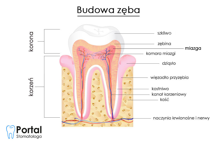 Martwica miazgi - Portal Stomatologa