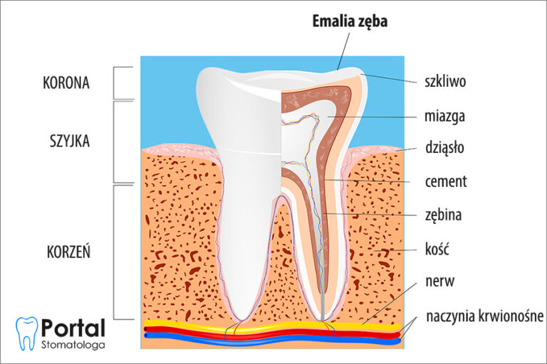 Emalia dentystyczna - Portal Stomatologa