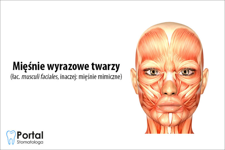 Mięśnie wyrazowe twarzy - Portal Stomatologa